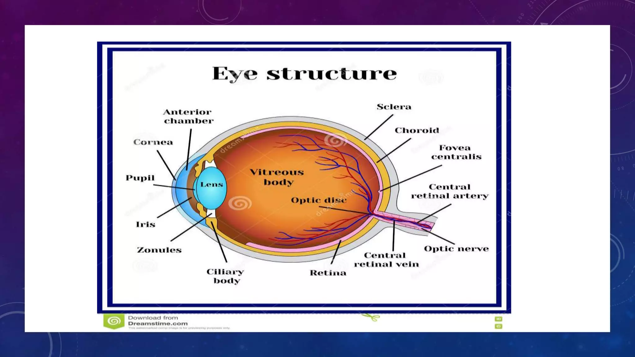 the eye anatomy | PPT