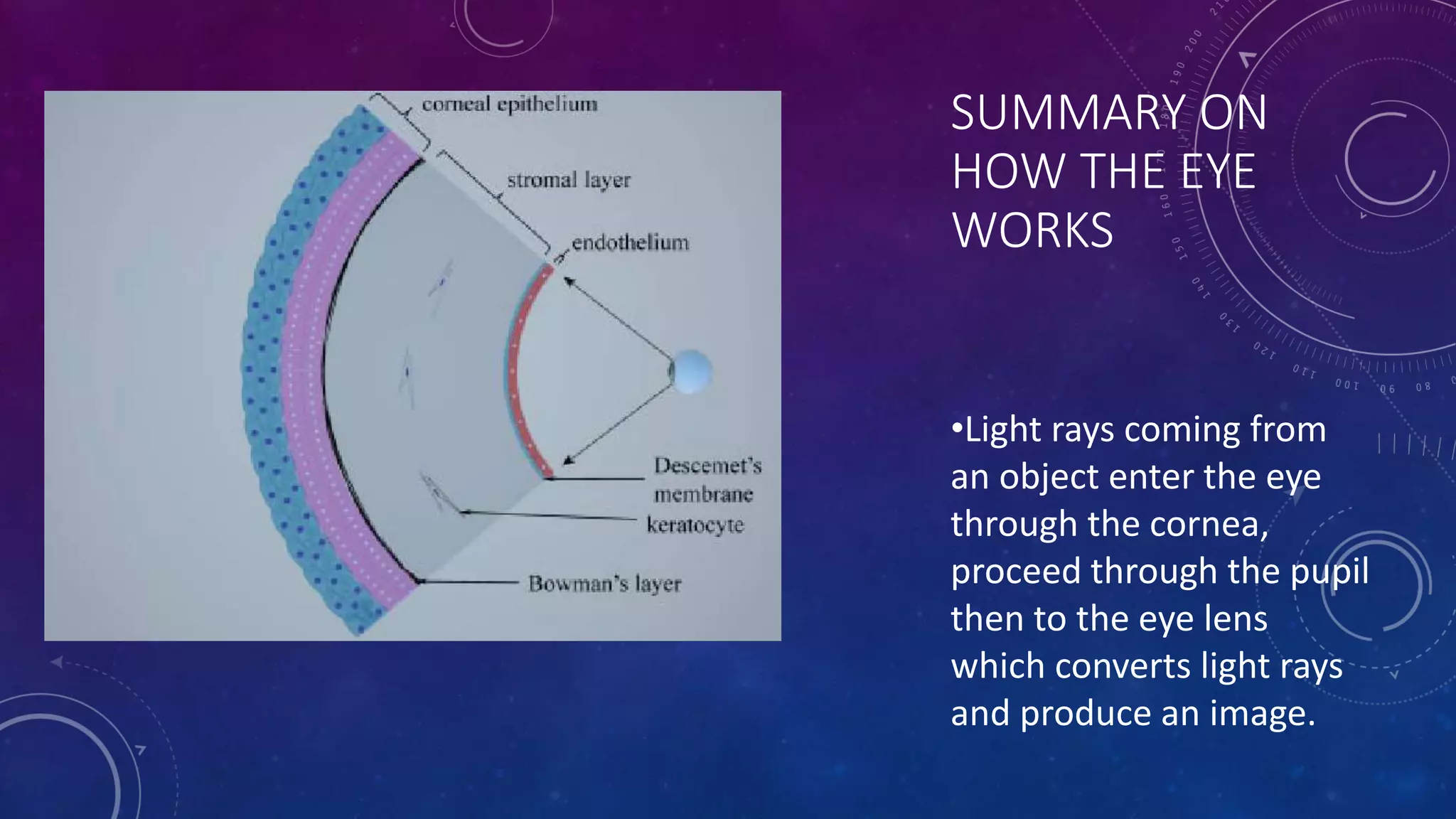 the eye anatomy | PPT