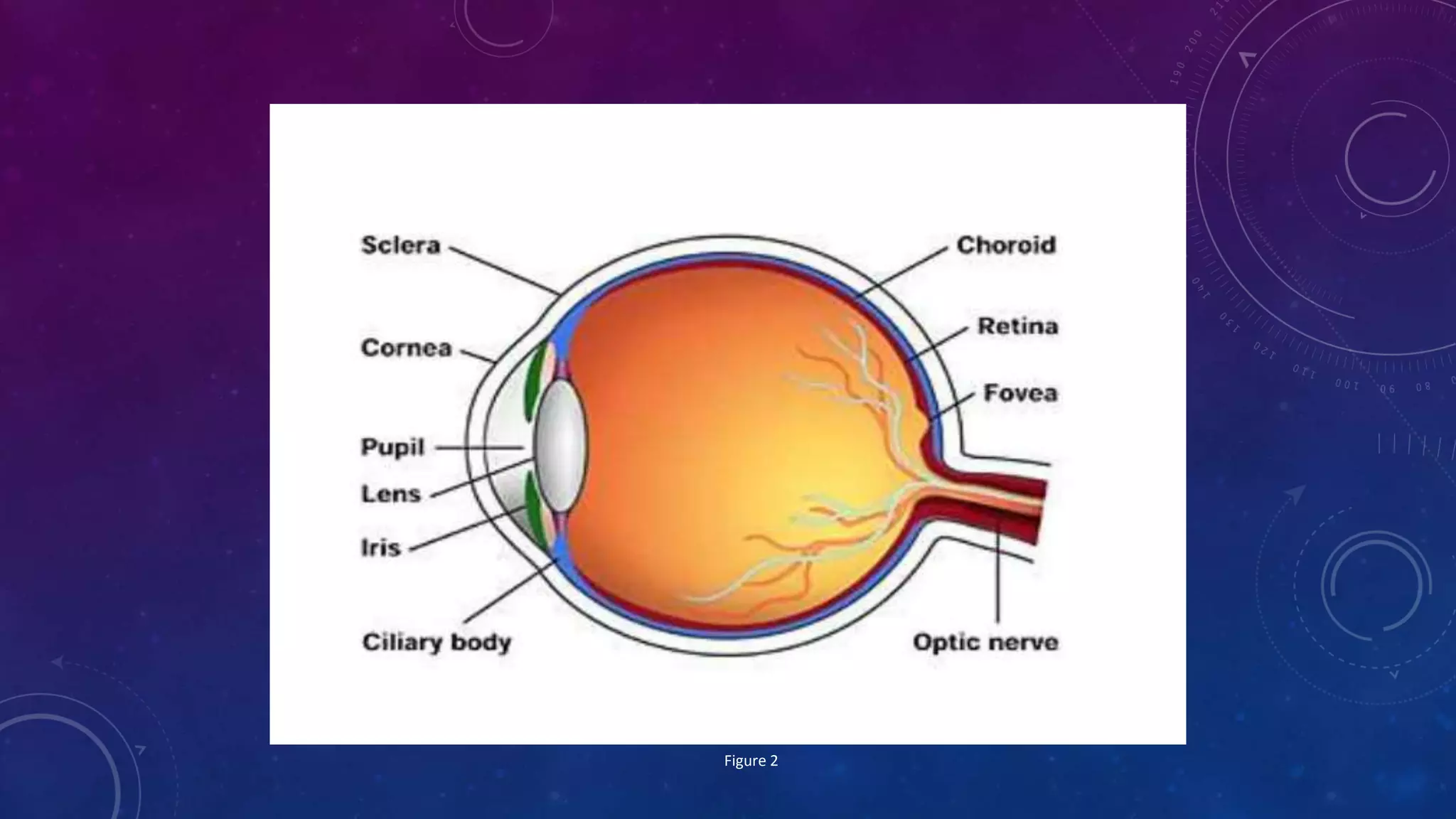 the eye anatomy | PPT