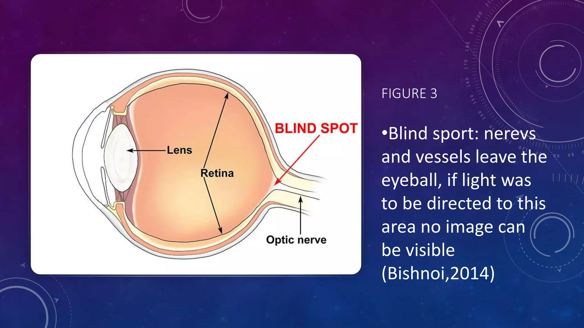 the eye anatomy | PPT