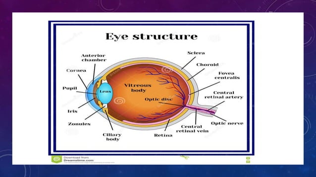 the eye anatomy | PPT