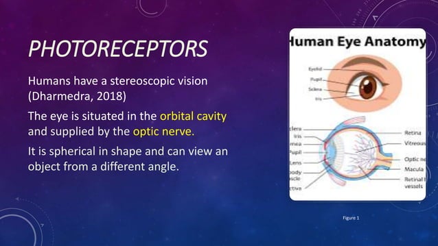 the eye anatomy | PPT