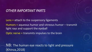 the eye anatomy | PPT