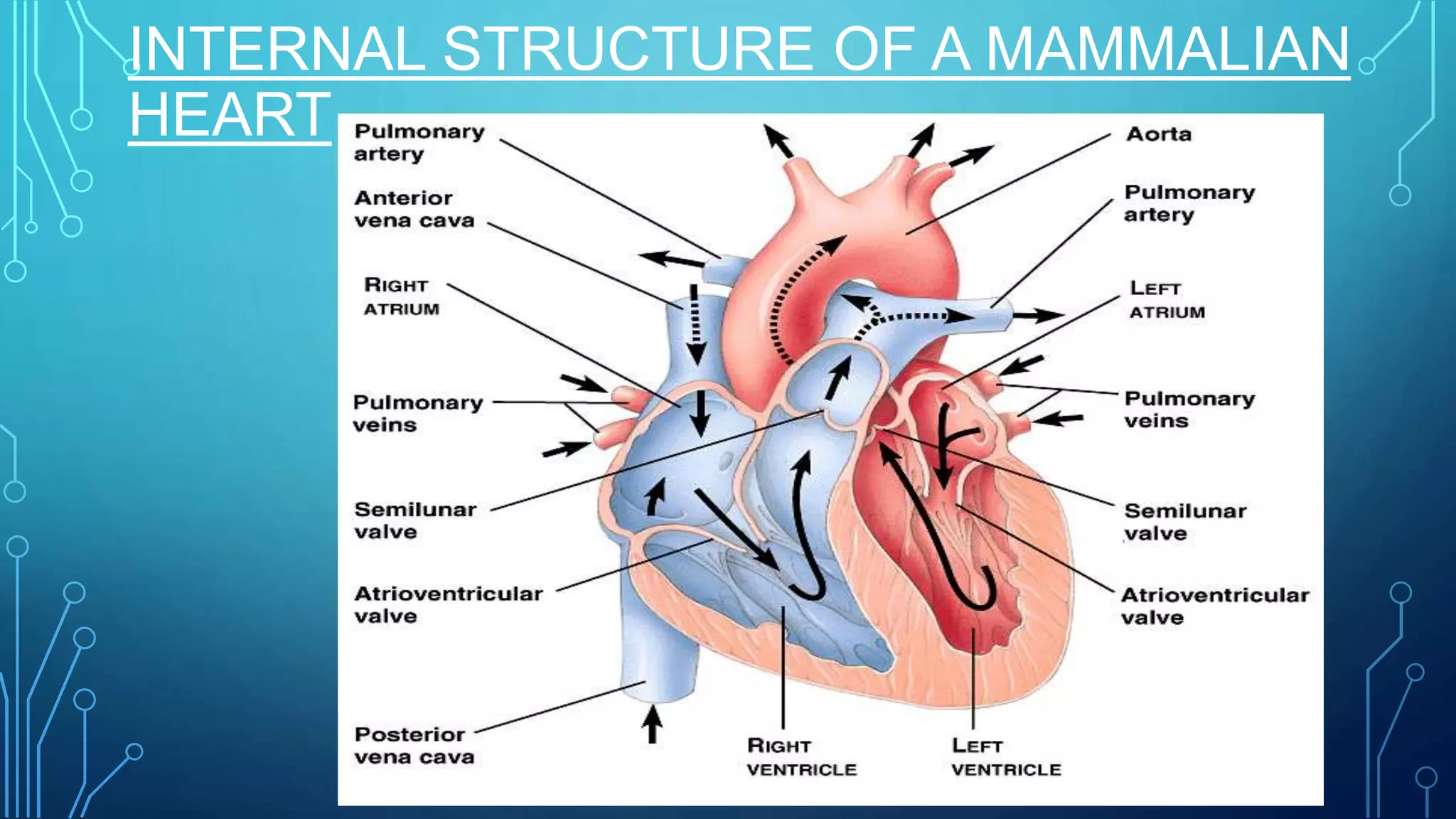 LIFE SCIENCES TOPIC: TRANSPORT SYSTEMS IN MAMMALS | PPTX