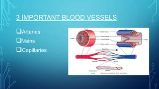 LIFE SCIENCES TOPIC: TRANSPORT SYSTEMS IN MAMMALS | PPTX