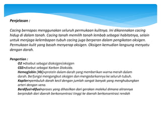 Presentation Pengertian Bagan dan Contoh sistem pernafasan pada cacing ...