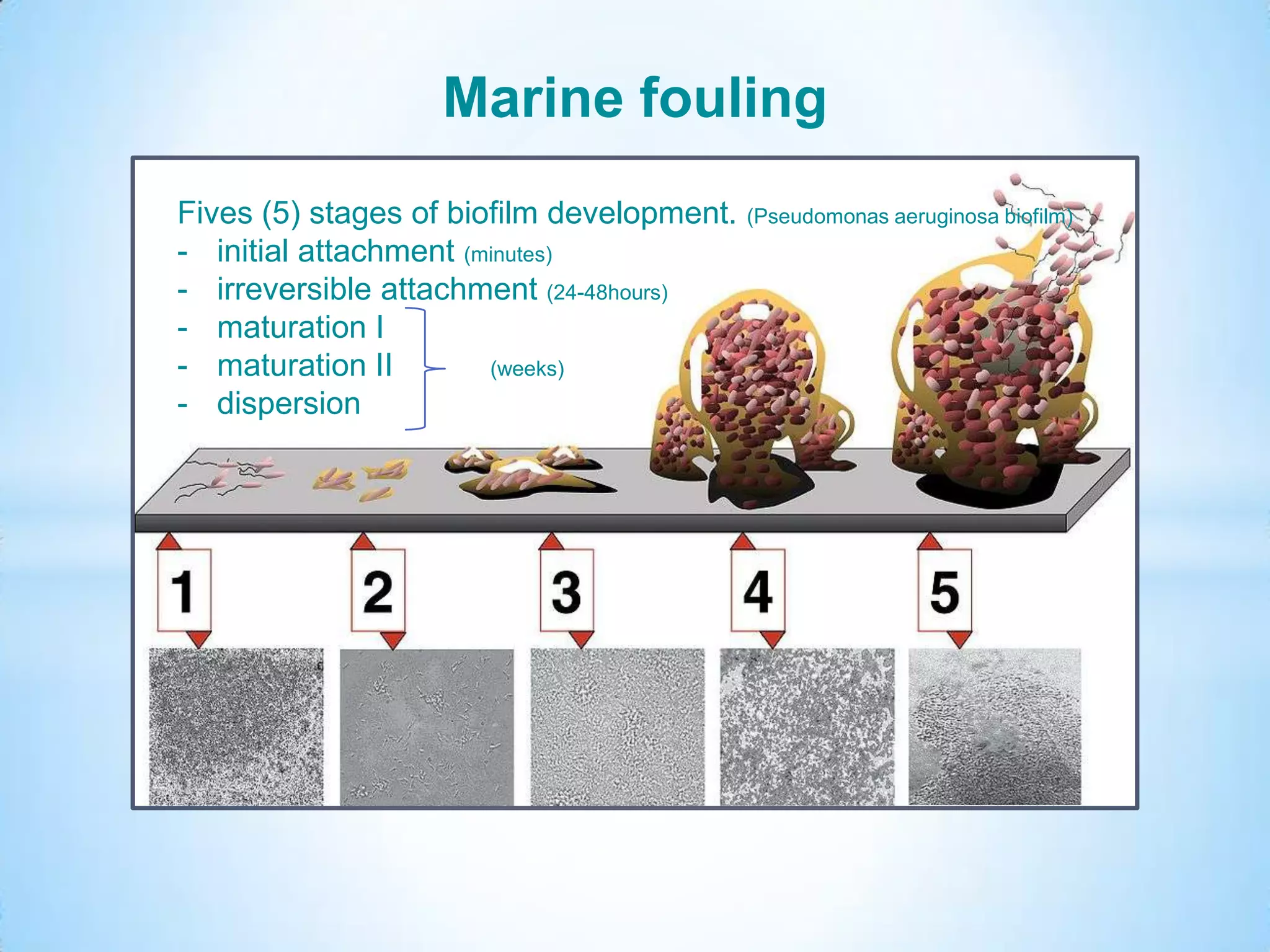 Presentation ultrasonic anti fouling systems | PPTX