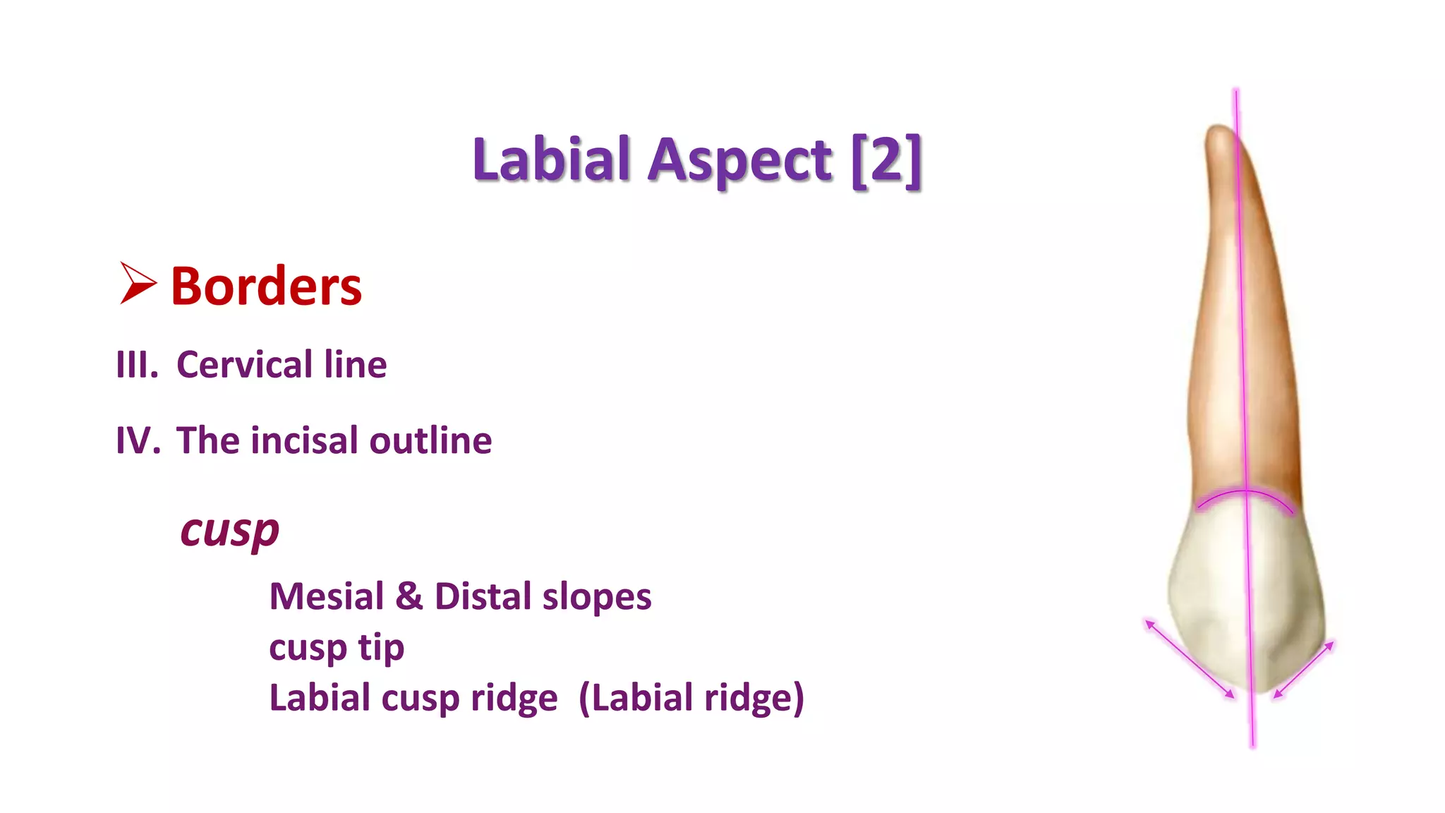 Presentation Maxillary canine | PPTX