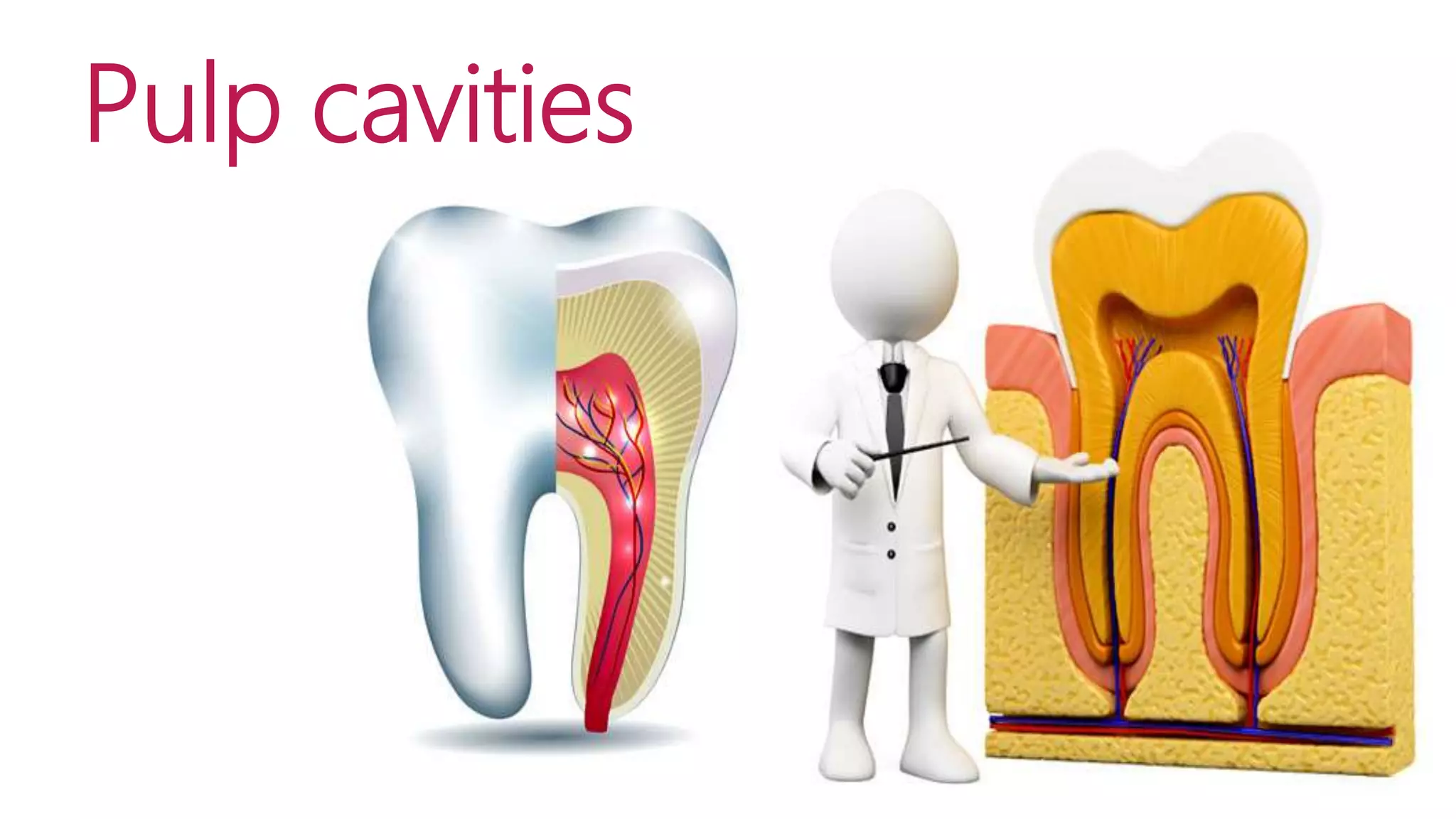 Presentation Maxillary canine | PPTX