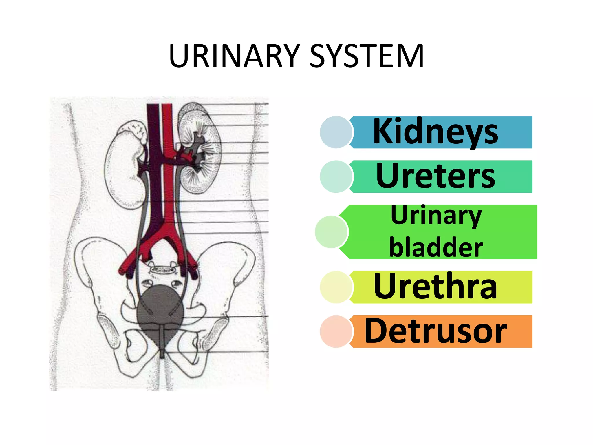 Presentation urinary system-by Ruth Naomi Manuel | PPTX
