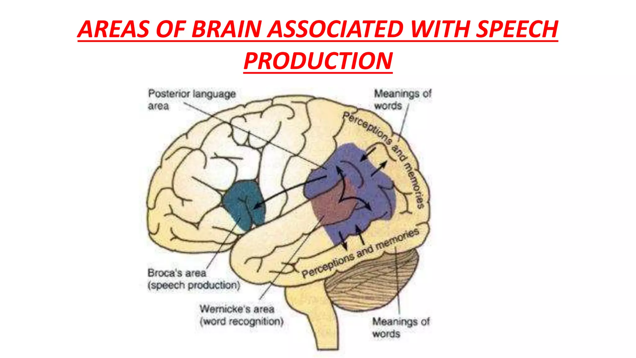 physiology of speech | PPTX