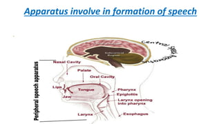 physiology of speech | PPTX