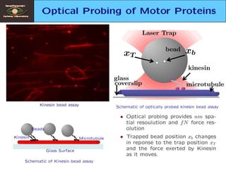 Optical Force Clamp | PPT