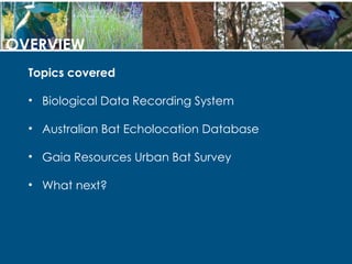 Bats and Technology | PPT | Technology & Computing