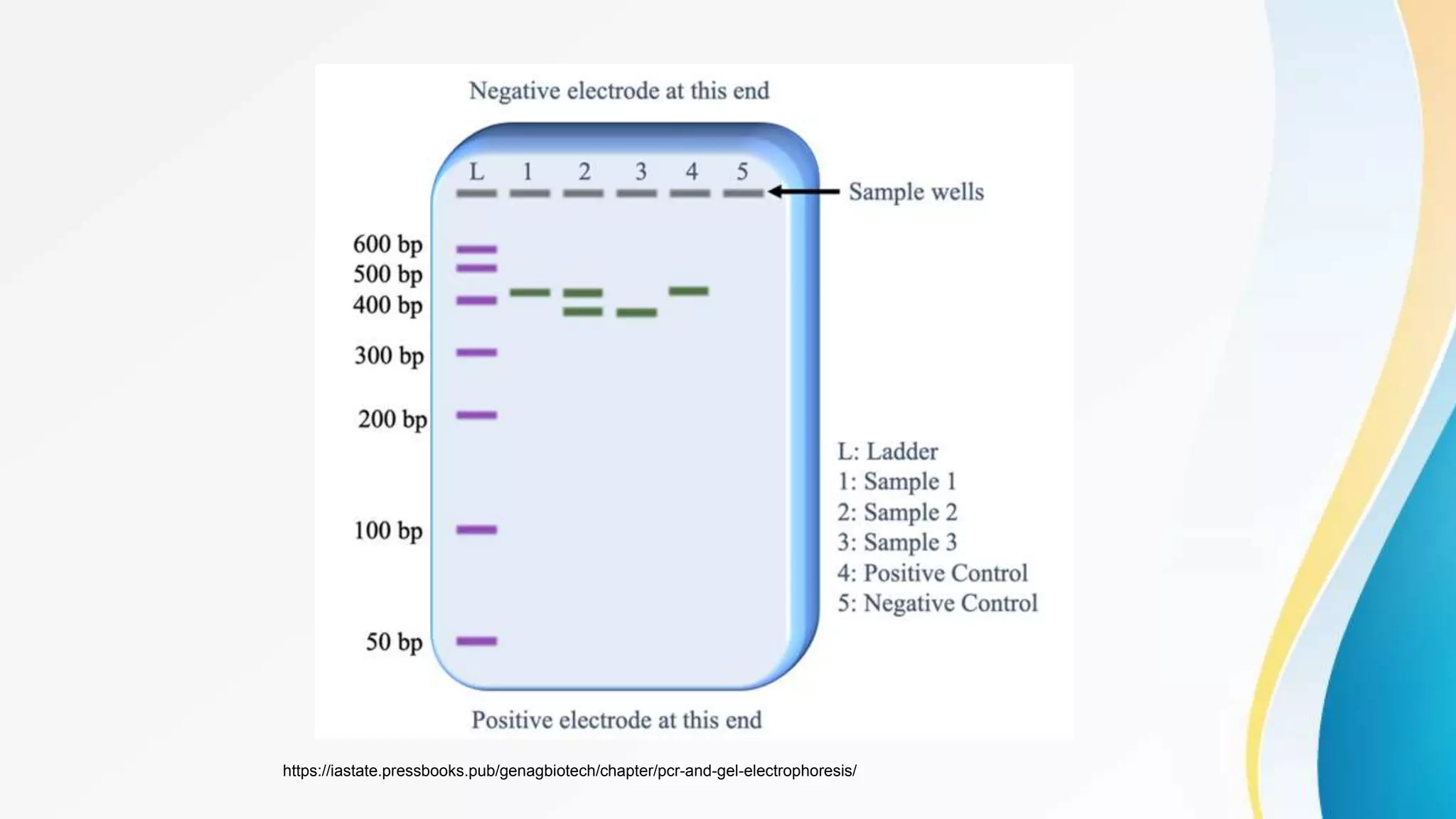 Introduction to PCR.pptx