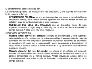 Presentación velo del paladar y esofago | PPTX