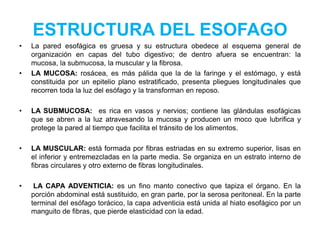 Presentación velo del paladar y esofago | PPTX