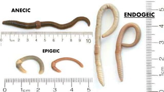 VERMICULTURE detail information | PPTX