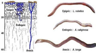 VERMICULTURE detail information | PPTX