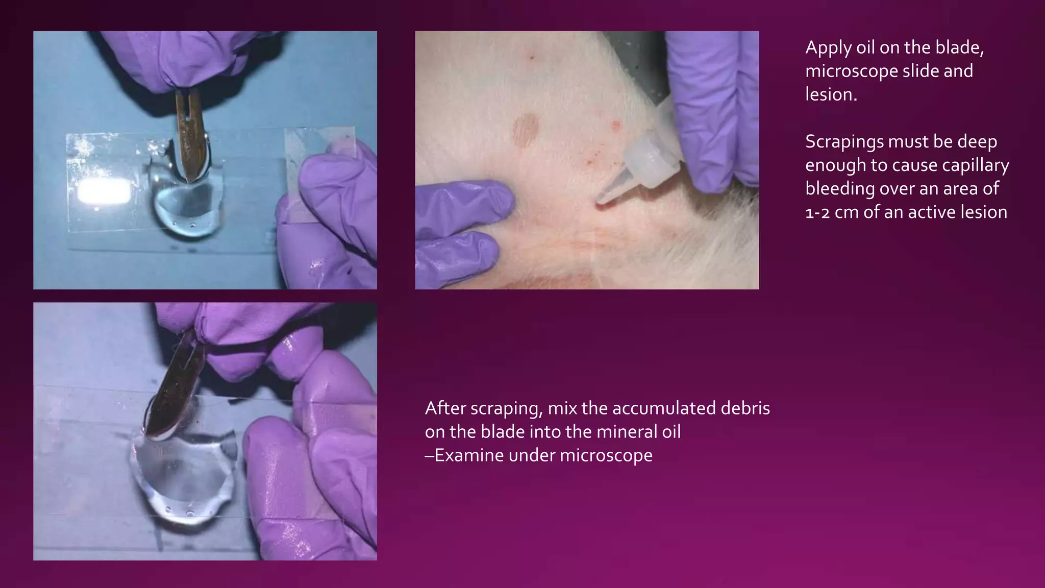 Skin disease in dog and cat, integumentary system, bacteriology and ...