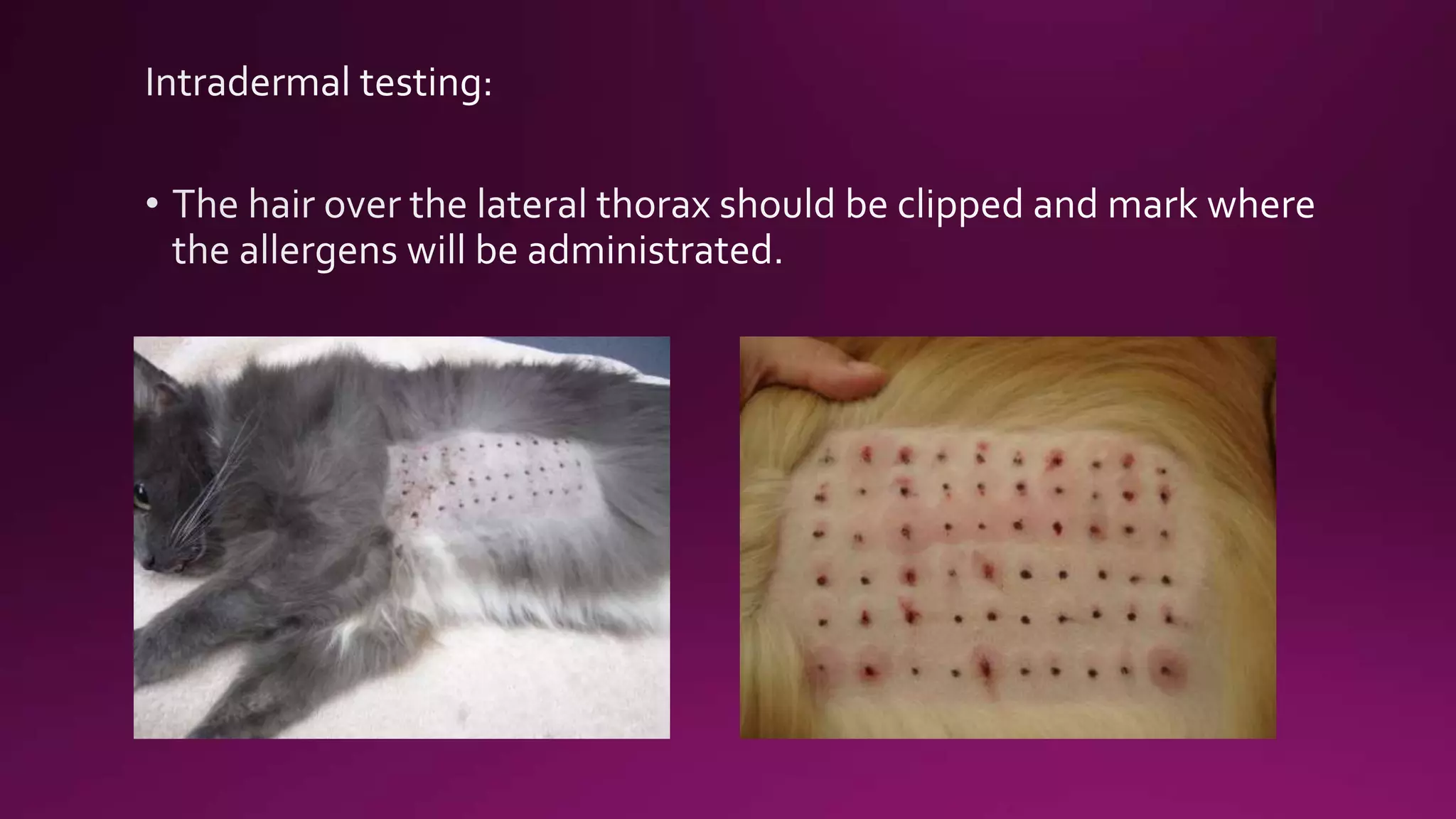 Skin disease in dog and cat, integumentary system, bacteriology and ...