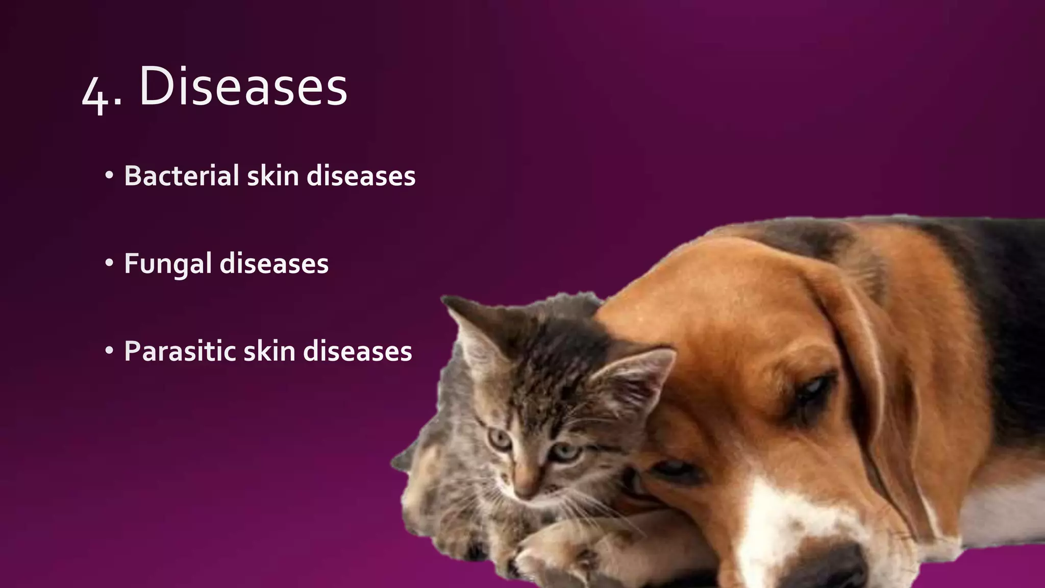 Skin disease in dog and cat, integumentary system, bacteriology and ...