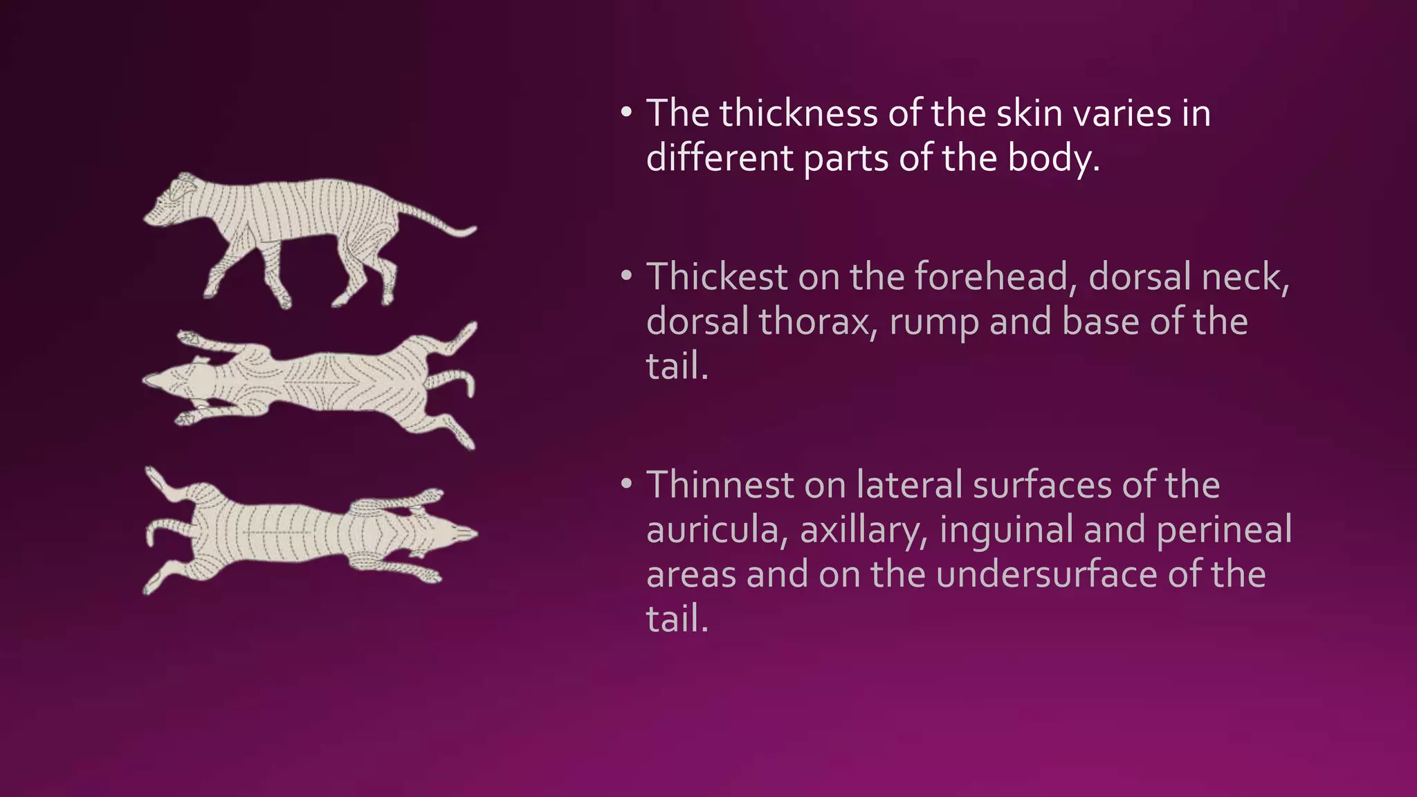 Skin disease in dog and cat, integumentary system, bacteriology and ...