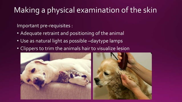 Skin disease in dog and cat, integumentary system, bacteriology and ...