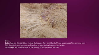 Skin disease in dog and cat, integumentary system, bacteriology and ...