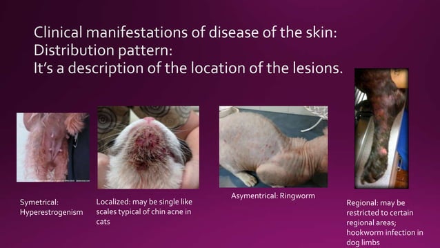 Skin disease in dog and cat, integumentary system, bacteriology and ...