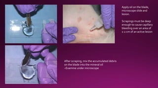 Skin disease in dog and cat, integumentary system, bacteriology and ...