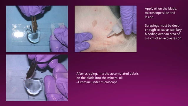 Skin disease in dog and cat, integumentary system, bacteriology and ...