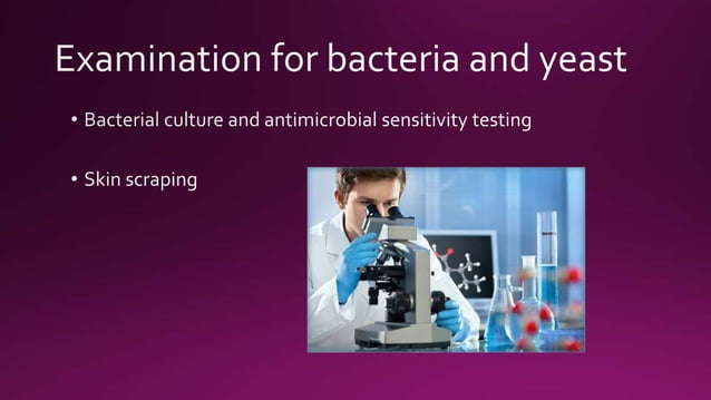 Skin disease in dog and cat, integumentary system, bacteriology and ...