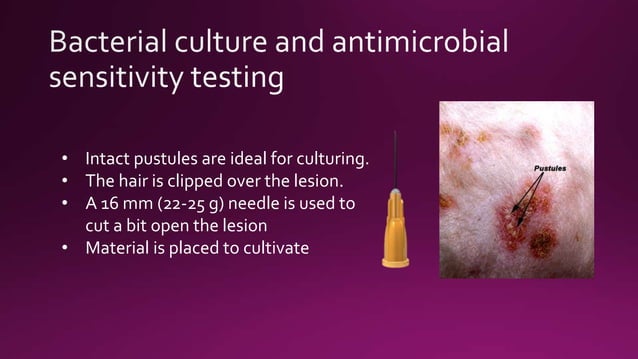 Skin disease in dog and cat, integumentary system, bacteriology and ...