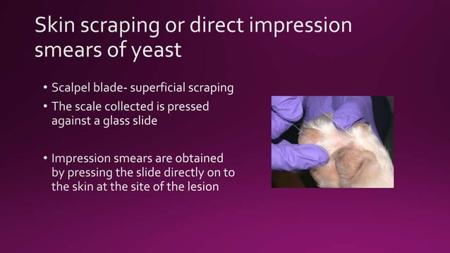 Skin disease in dog and cat, integumentary system, bacteriology and ...