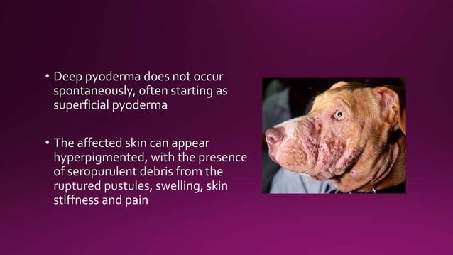 Skin disease in dog and cat, integumentary system, bacteriology and ...