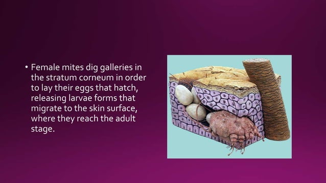 Skin disease in dog and cat, integumentary system, bacteriology and ...