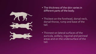 Skin disease in dog and cat, integumentary system, bacteriology and ...