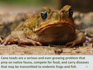 Presentation wildlife conservation | PPTX