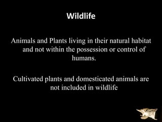 Presentation wildlife conservation | PPTX