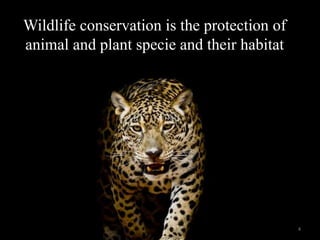Presentation wildlife conservation | PPTX