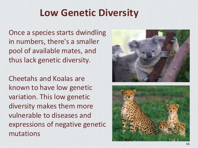 Presentation wildlife conservation