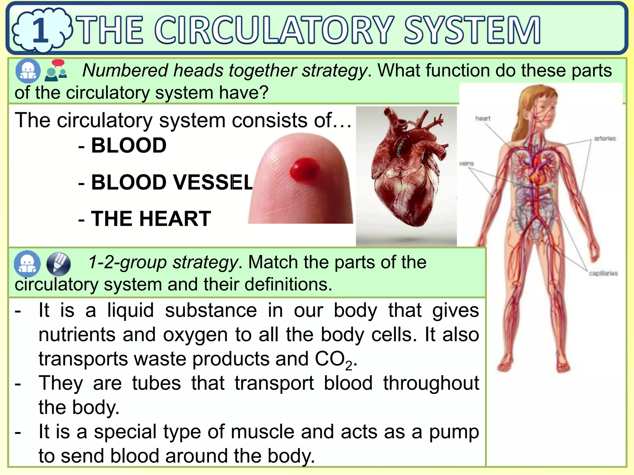 Presentation - Nutrition II (Circulation and Excretion) | PPTX