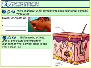 Presentation - Nutrition II (Circulation and Excretion) | PPTX | Heart ...