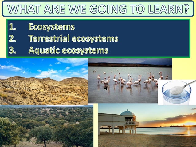 Presentation: Ecosystems | PPT | Free Download