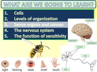 Presentation: Human Body and Sensitivity | PDF