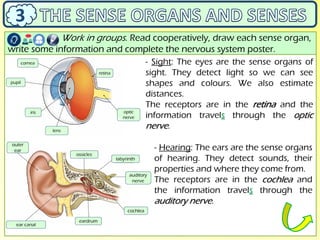 Presentation: Human Body and Sensitivity | PDF