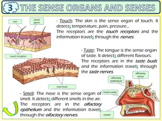 Presentation: Human Body and Sensitivity | PDF
