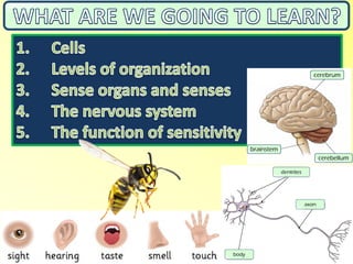 Presentation: Human Body and Sensitivity | PDF