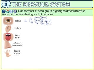 Presentation: Human Body and Sensitivity | PDF